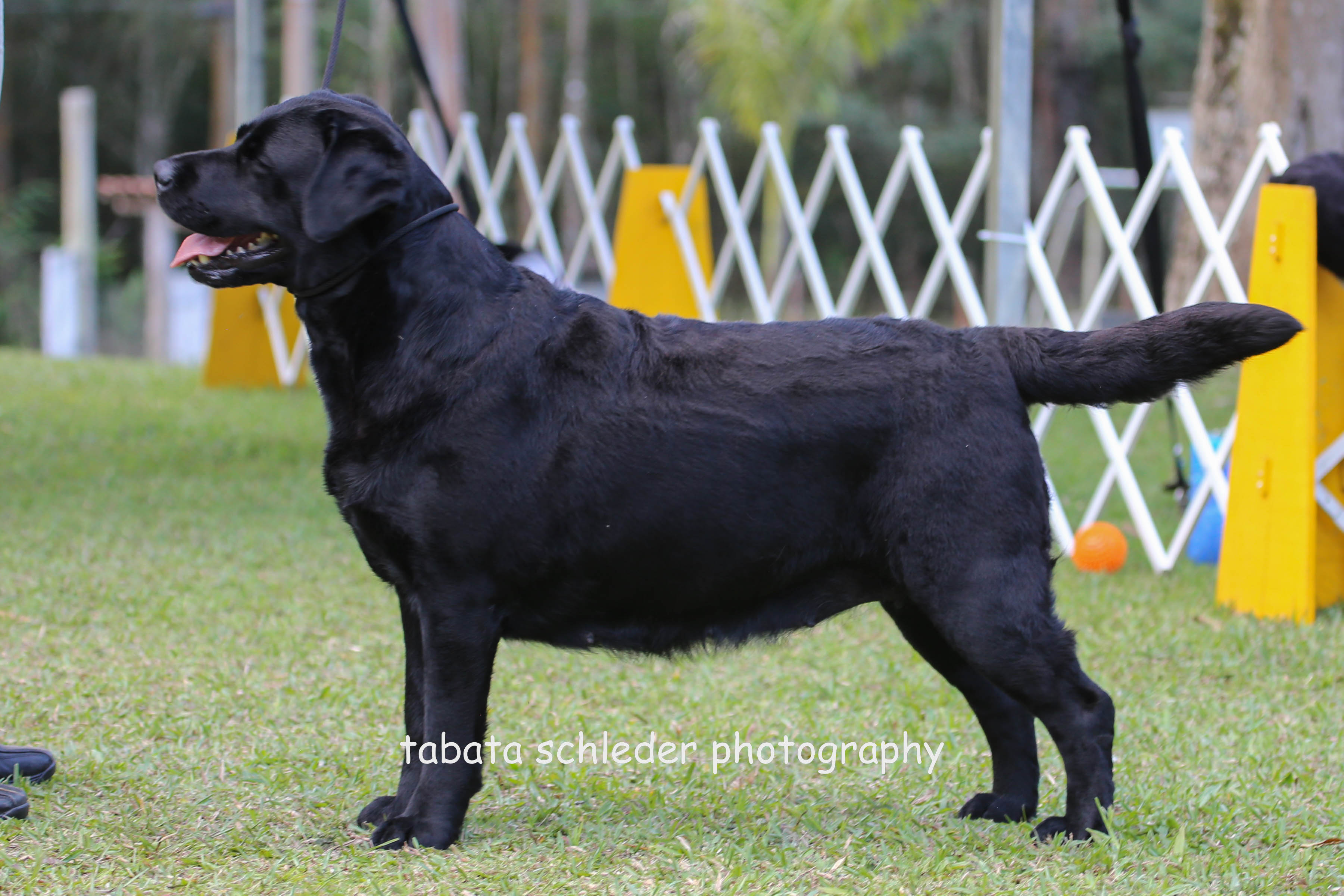 Bicame Labs | Criação de Labradores no Brasil | Conheça nossos ...